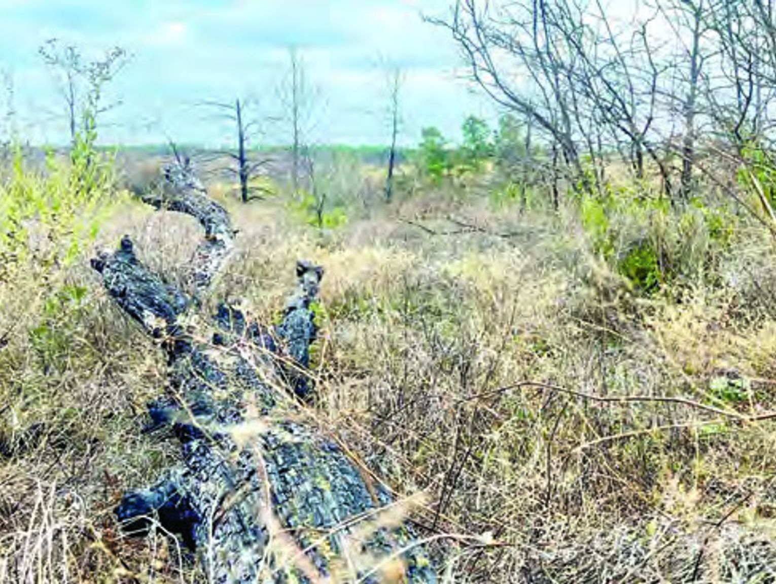 Burn ban expires after 97 days