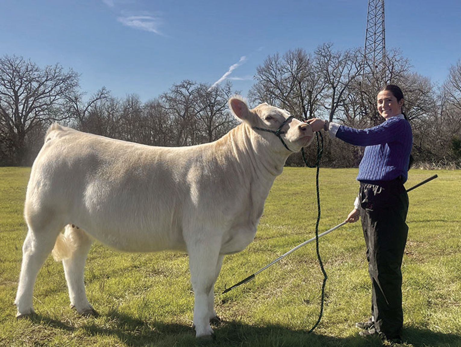 Prize pigs, showcase steers