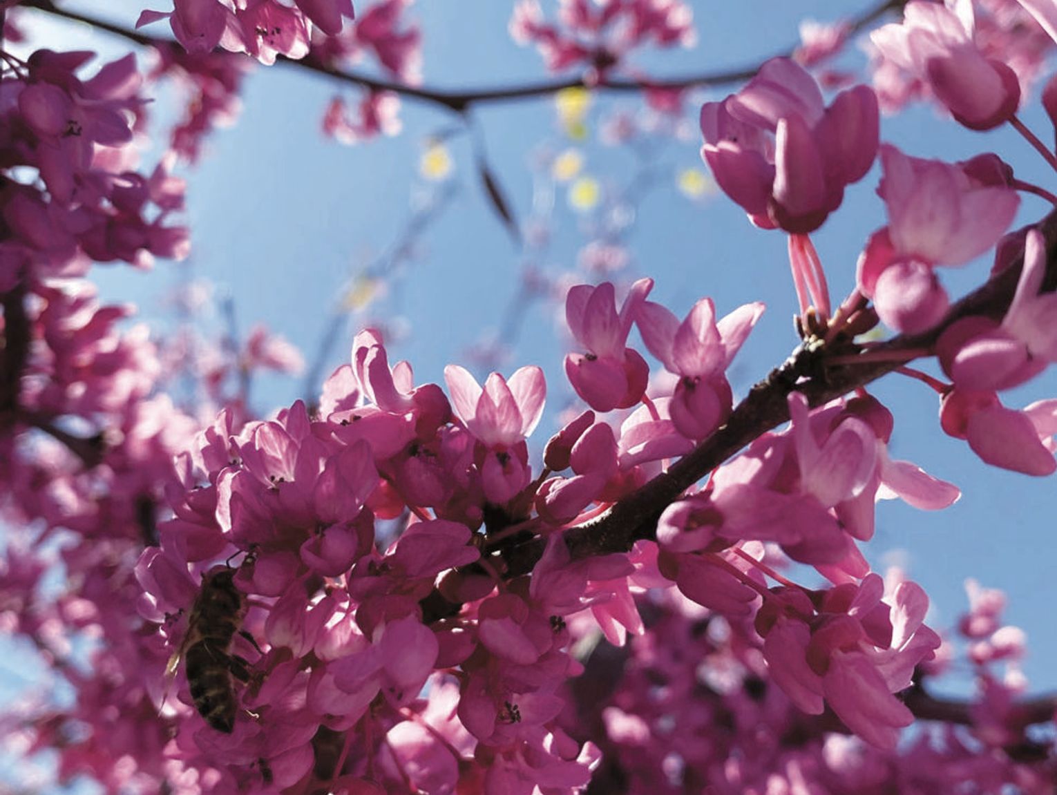 Redbuds bloom across the county