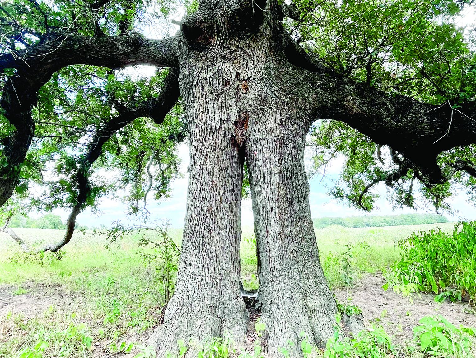 A Tale of Two Trunks